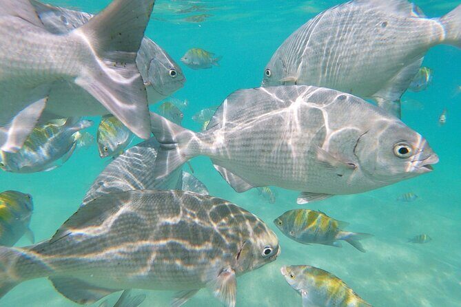 unforgettable snorkeling activity in The Sea of Cortes - Summary: Is It for You?