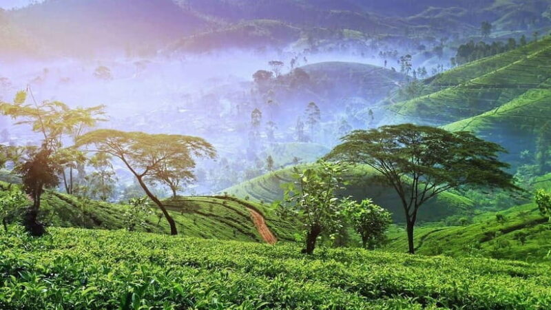 "Unforgettable Sri Lanka: 8-Day Cultural & Scenic Tour" - Key Points