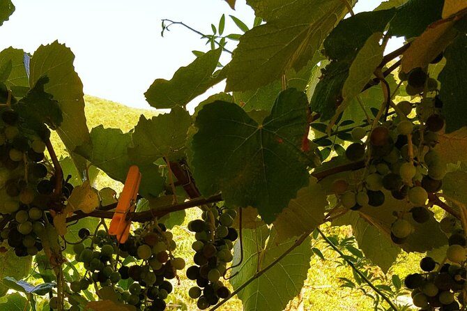 Unique EnoBike experience with tasting in 2 excellent wineries - Who Is This Tour Best For?