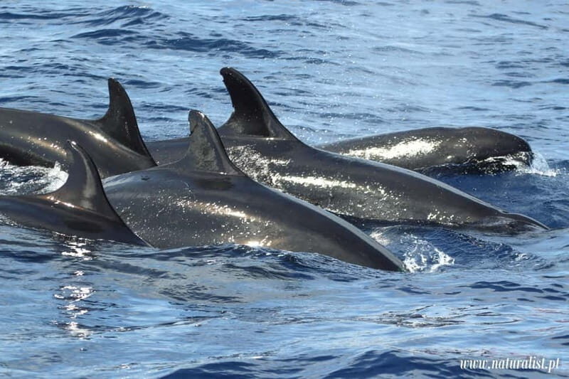 UNIQUE FAIAL | Whales & Volcanoes | 2 Half Days - The Best Fit for This Tour