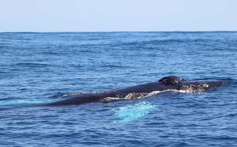 UNIQUE FAIAL | Whales & Volcanoes | 2 Half Days - FAQ