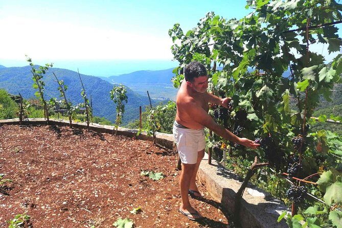 Unique gastro experience with locals in high hills above Budva! - What the Reviews Say