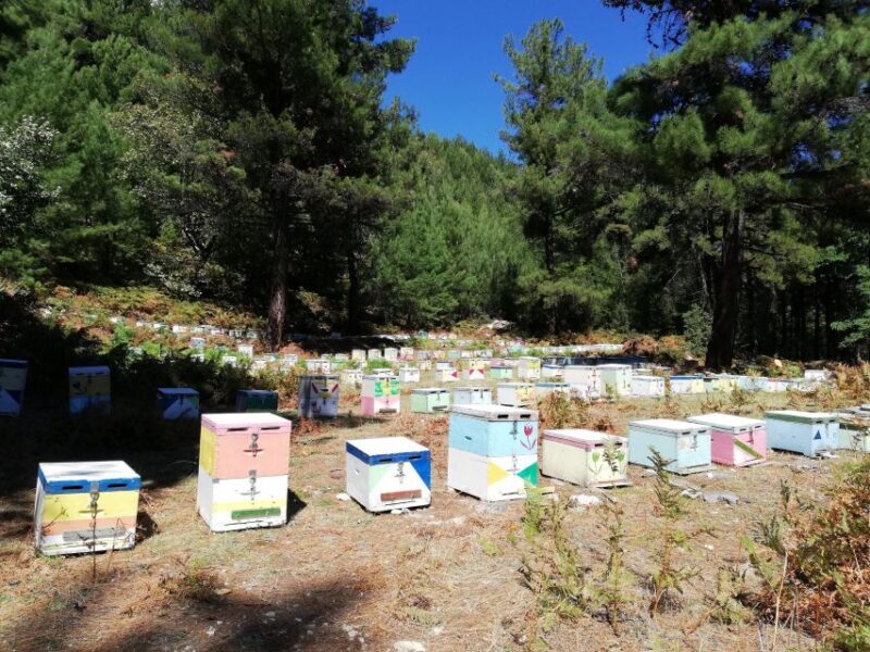 Unique Private Jeep Tour Thasos Island - Why This Tour Is a Great Choice
