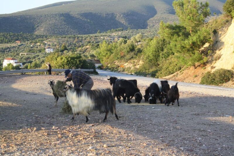 Unique Private Jeep Tour Thasos Island - Final Thoughts on Value and Experience
