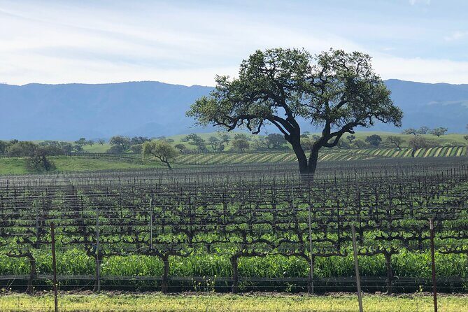 Unique Santa Barbara Wine Country Private Wine Tours and Tastings - An In-Depth Look at the Santa Barbara Wine Tour Experience