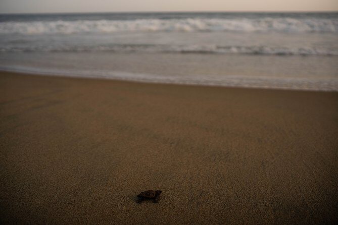 Unique Turtle Sanctuary & Sunset Experience - Practical Details & Tips for Travelers