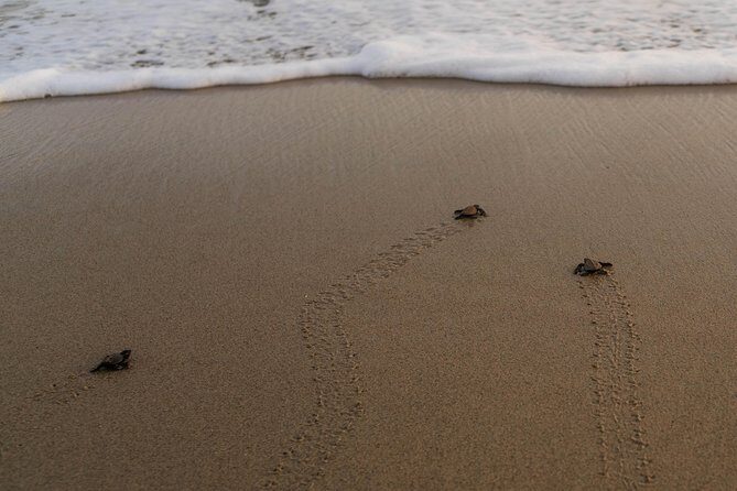 Unique Turtle Sanctuary & Sunset Experience - Is This Tour Worth It?
