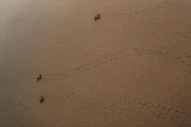 Unique Turtle Sanctuary & Sunset Experience - Who Would Enjoy This Tour?