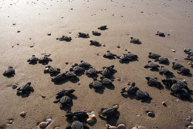 Unique Turtle Sanctuary & Sunset Experience - Frequently Asked Questions