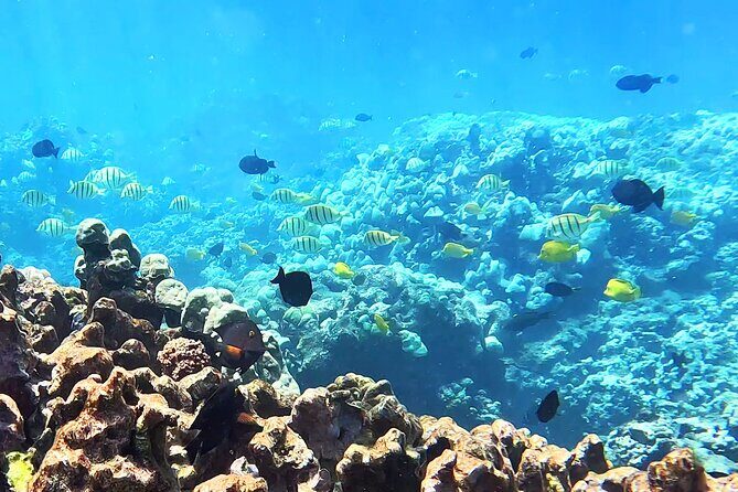 Unlimited Guided Snorkeling Tour for Beginners Plus - An In-Depth Look at the Experience