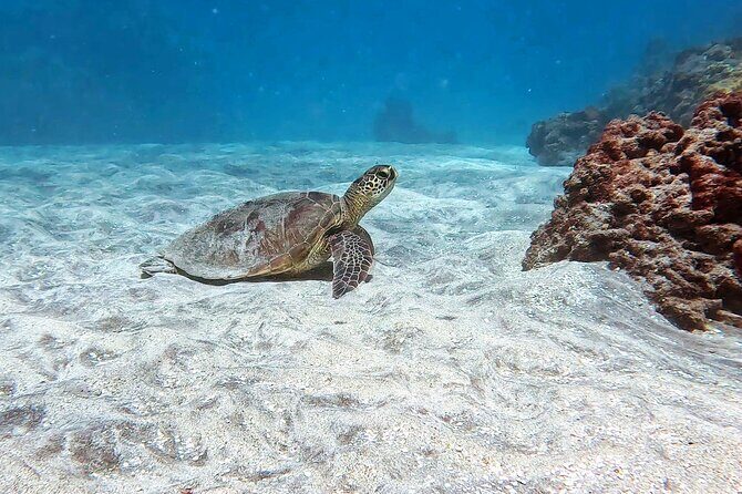 Unlimited Guided Snorkeling Tour for Beginners Plus - Final Thoughts: Is This Tour Right for You?
