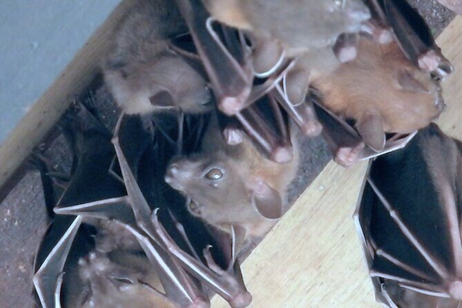 Untamed Mangroves: Wildlife Unveiled - A Detailed Look at the Experience