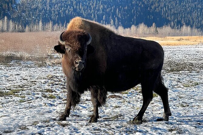 Up to 10 Person Whittier to Anchorage Transport & Wildlife Center - Starting in Whittier: Ease and Comfort from the Get-Go