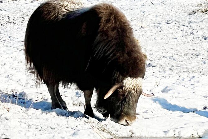 Up to 10 Person Whittier to Anchorage Transport & Wildlife Center - Crossing the Anton Anderson Memorial Tunnel: An Engineering Marvel