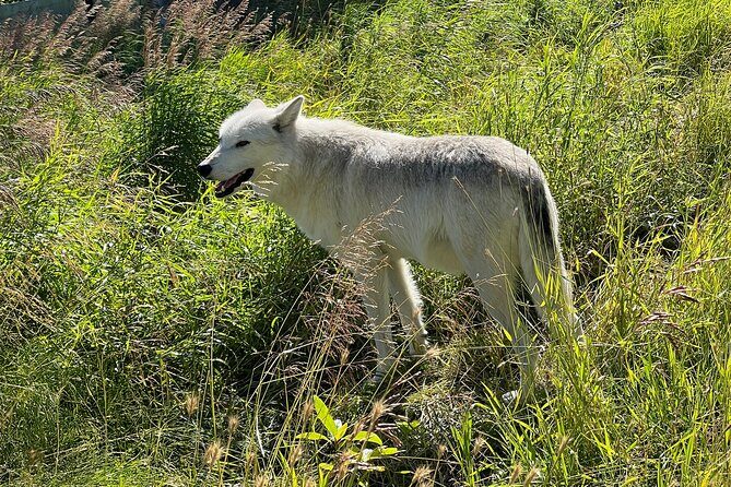 Up to 10 Person Whittier to Anchorage Transport & Wildlife Center - Ending in Anchorage: Convenient and Stress-Free