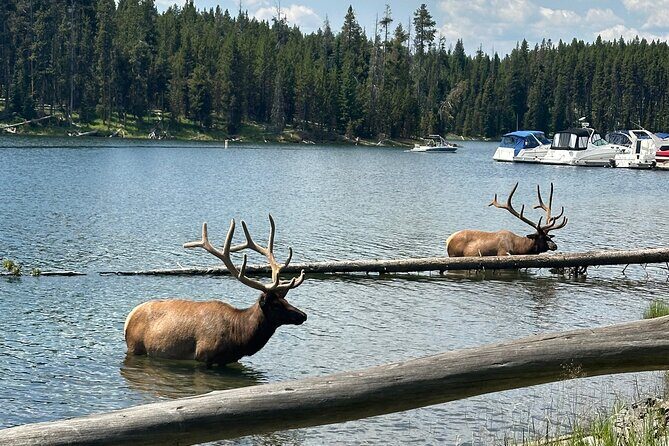 Upper Loop: Lamar Safari from Bozeman | PRIVATE, Burrito + Lunch - Key Points