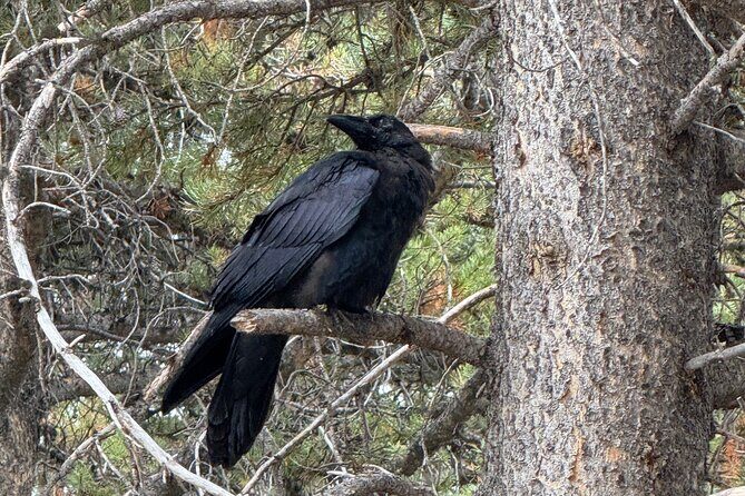 Upper Loop: Lamar Safari from Bozeman | PRIVATE, Burrito + Lunch - The Practical Side: Logistics and Comfort