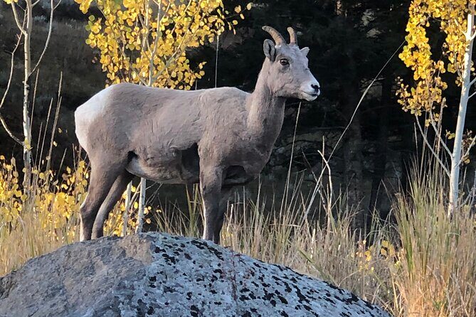 Upper Loop Lamar Wildlife Safari from Gardiner PRIVATE Lunch - Final Thoughts