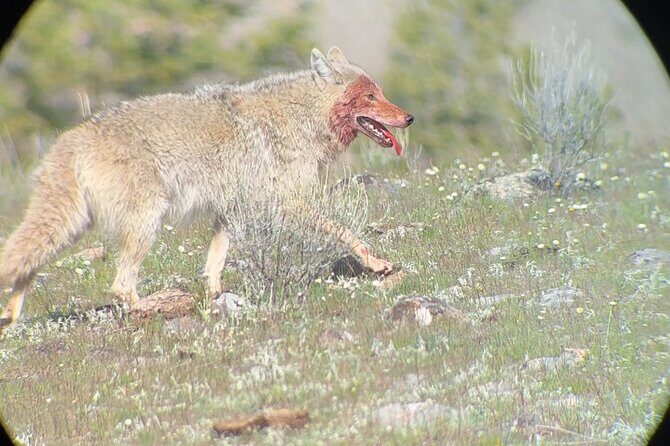 Upper Loop Lamar Wildlife Safari from Gardiner PRIVATE Lunch - FAQ