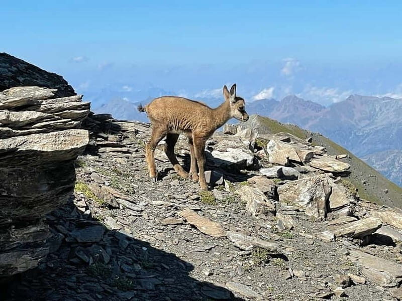 Upper Susa Valley: Guided sports trekking among alpine peaks and history - FAQs
