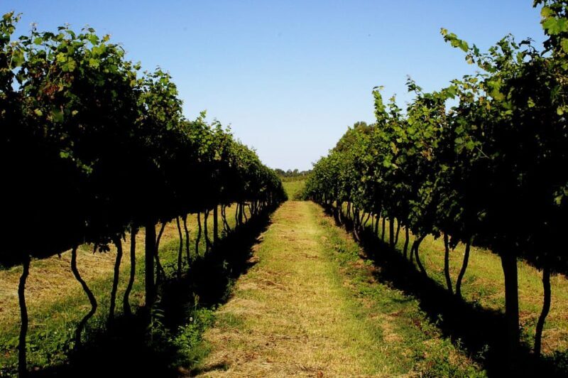 Upscale Wines and Luxury Napa Valley 6 Hour Experince - The Sum Up: Who Is This Tour Best For?