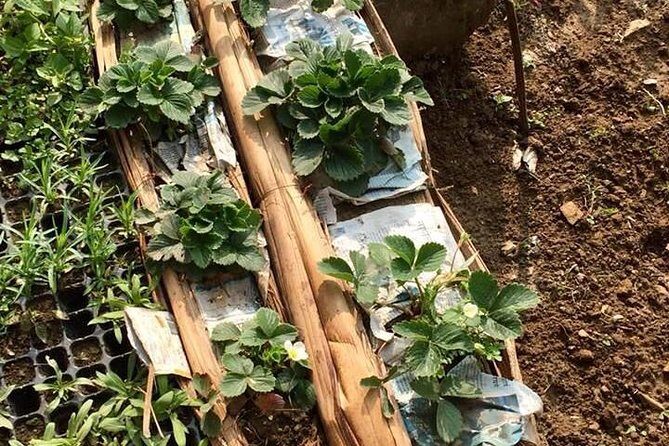 Urban Organic Farm Tour with Authentic Nepali Lunch in Pokhara Nepal - FAQ