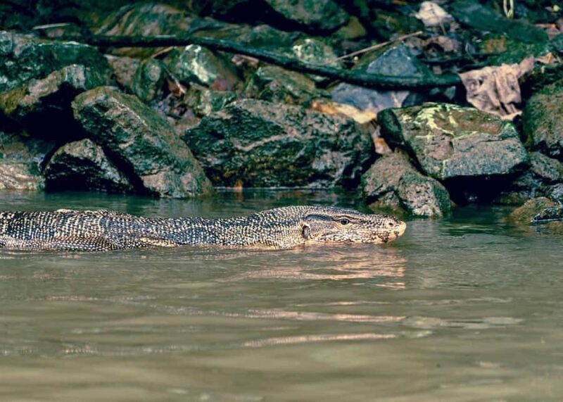 Urban Wildlife & Everyday Life Along Bangkoks Waterways - What to Expect on the Water