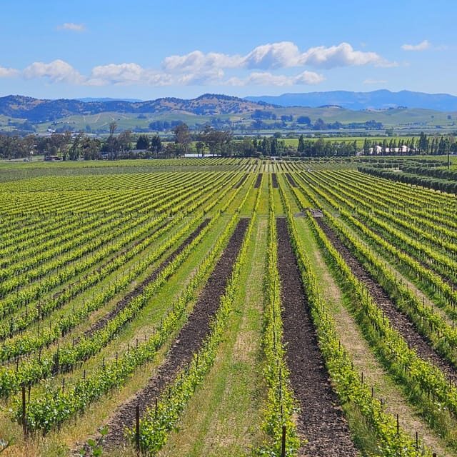 USA/California/Napa: Private Wine Tour for up to 6 guests - Introduction