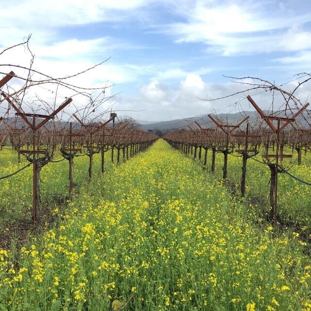 USA/California/Napa: Private Wine Tour for up to 6 guests - The Itinerary in Detail