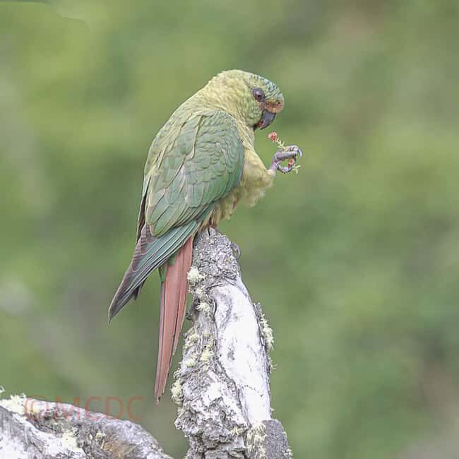 Ushuaia: Birding Tour in Tierra del Fuego National Park - Key Points