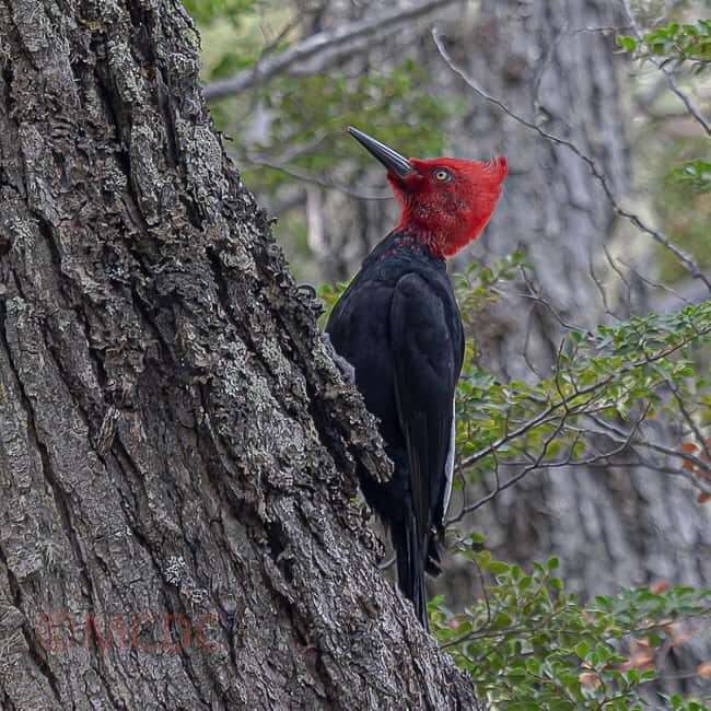 Ushuaia: Birding Tour in Tierra del Fuego National Park - Starting Early: A Full Day of Birding from Ushuaia