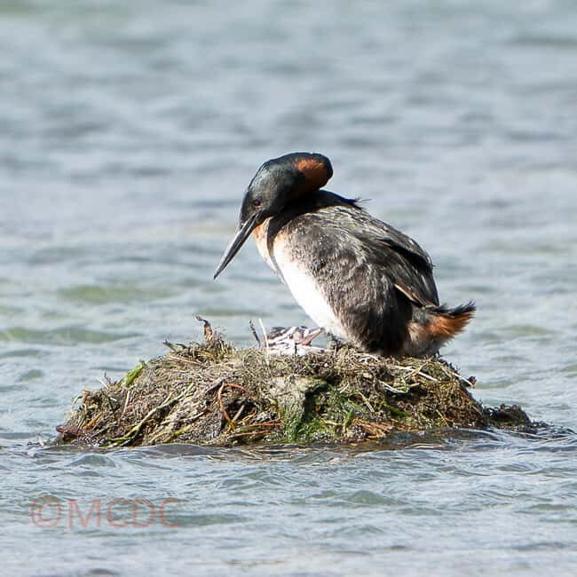 Ushuaia: Birding Tour in Tierra del Fuego National Park - Encountering Iconic Birds