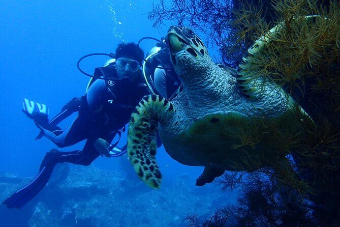 USS Liberty Shipwreck Scuba Diving at Tulamben Bali - The Value: Price, Quality, and Experience