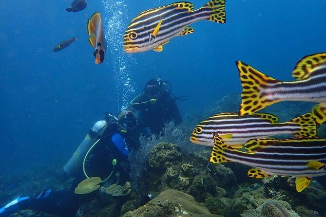 USS Liberty Shipwreck Scuba Diving at Tulamben Bali - The Sum Up: Who Will Love This Experience?