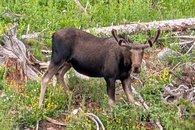 UTV Wilderness Experience in The Uinta Mountains - Why This Tour Offers Good Value