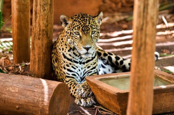 Uxmal Mayan Ruins and Chocolate Museum Experience - What Do Travelers Say?