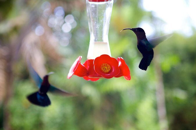 V.I.P Green escape 1- Botanical Garden - Frequently Asked Questions