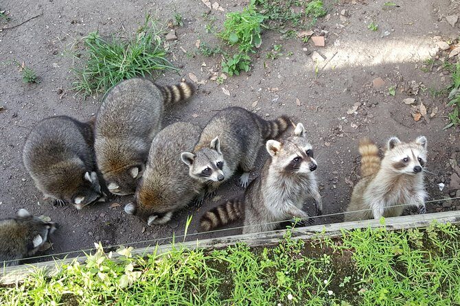 V.I.P Green escape 2-Zoo de Martinique - Authentic Experiences and Unique Aspects