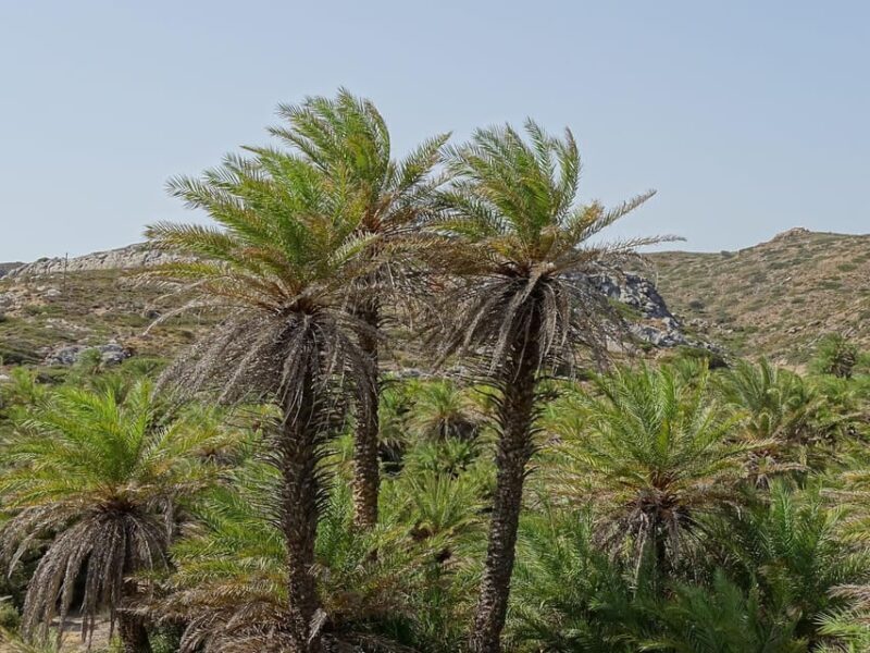 Vai Palm Beach Full Day Private Tour - Key Points