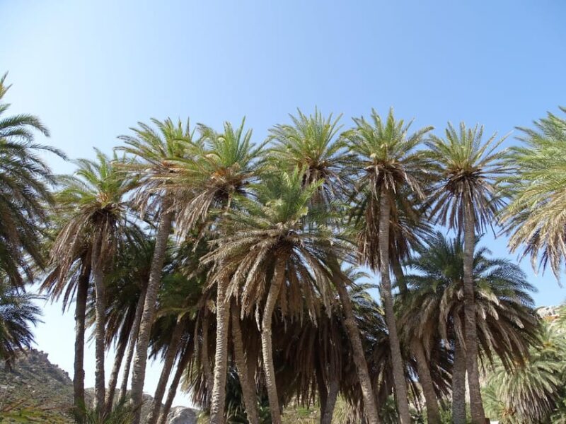 Vai Palm Beach Full Day Private Tour - FAQ