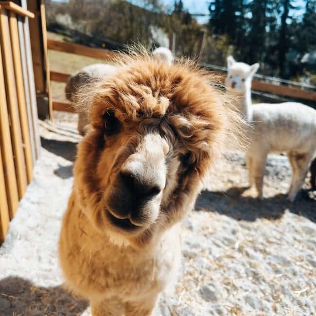 Vaihingen an der Enz: Guided alpaca hiking tour in idyllic countryside - Exploring the Guided Alpaca Hiking Tour in Ensingen