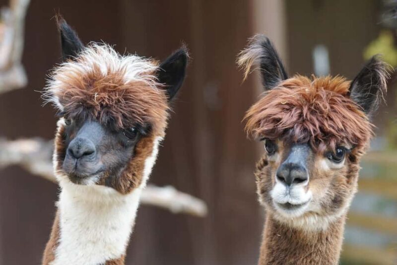 Vaihingen an der Enz: Guided alpaca hiking tour in idyllic countryside - Why This Tour Works for Travelers