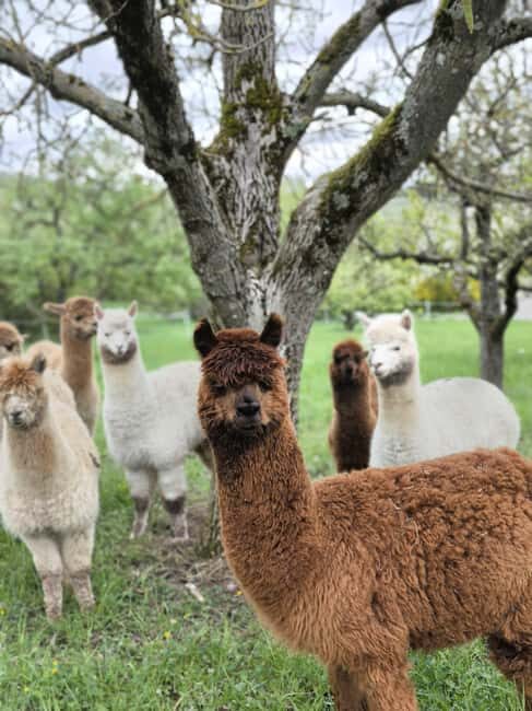 Vaihingen an der Enz: Guided alpaca hiking tour in idyllic countryside - FAQ