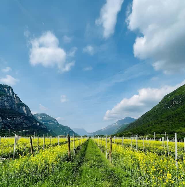 Valdadige: Winery Tour with 4 Wine Tastings - An Introduction to the Valdadige Wine Tour