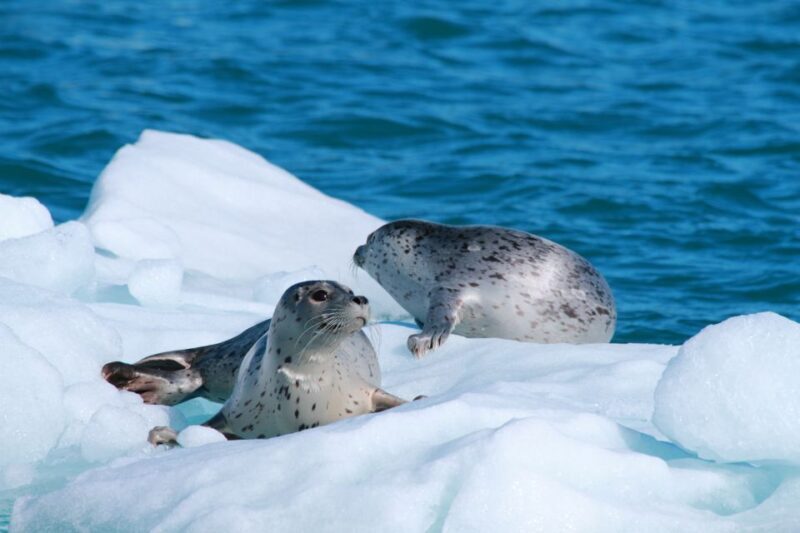 Valdez: 6-Hour Columbia Glacier Cruise - Valdez: 6-Hour Columbia Glacier Cruise – A Complete Guide
