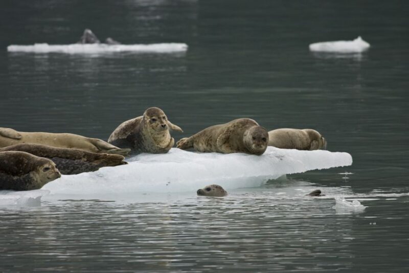 Valdez: 6-Hour Columbia Glacier Cruise - The Real Value: Price, Comfort, and Authenticity