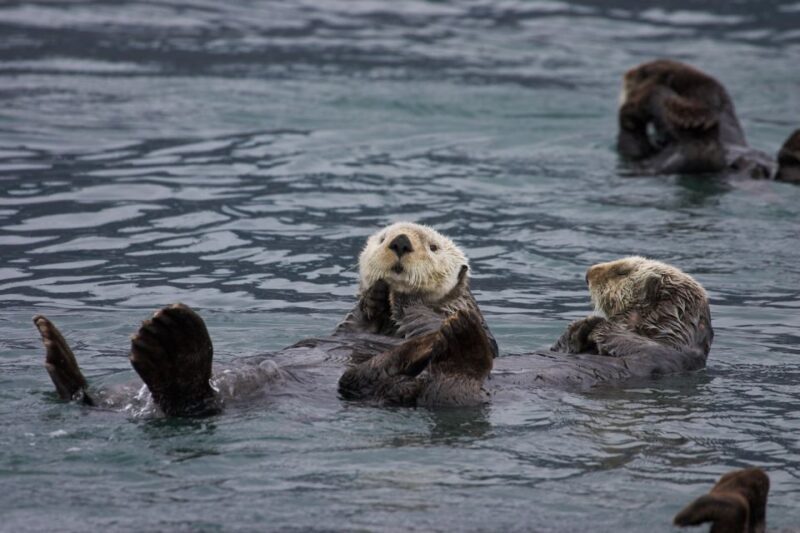 Valdez: 6-Hour Columbia Glacier Cruise - FAQs