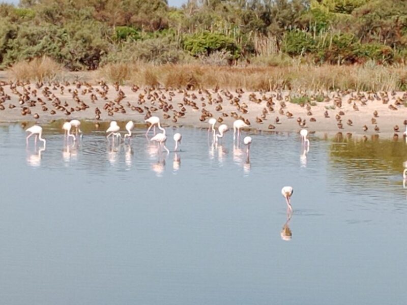 Valencia: Albufera Jeep and Boat Tour - FAQ