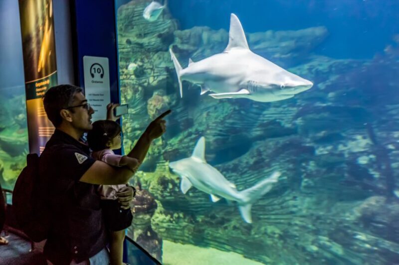 Valencia: Oceanogràfic Entry Ticket - Key Points