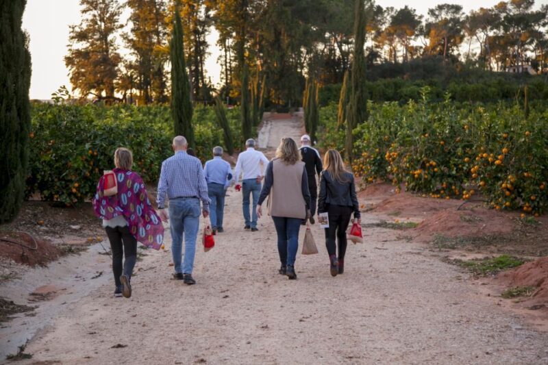 Valencia: Orange Farm and Orchard Trip with Tastings - The Itinerary and What You Can Expect